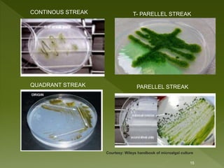 Isolation Of Algae | PPTX