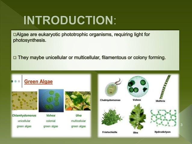 Isolation Of Algae | PPTX | Biological Sciences | Science