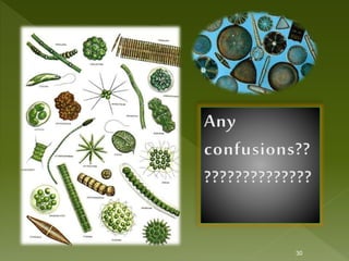 Isolation Of Algae | PPTX