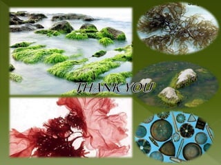 Isolation Of Algae | PPTX