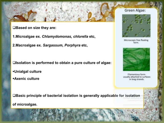 Isolation Of Algae | PPTX | Biological Sciences | Science