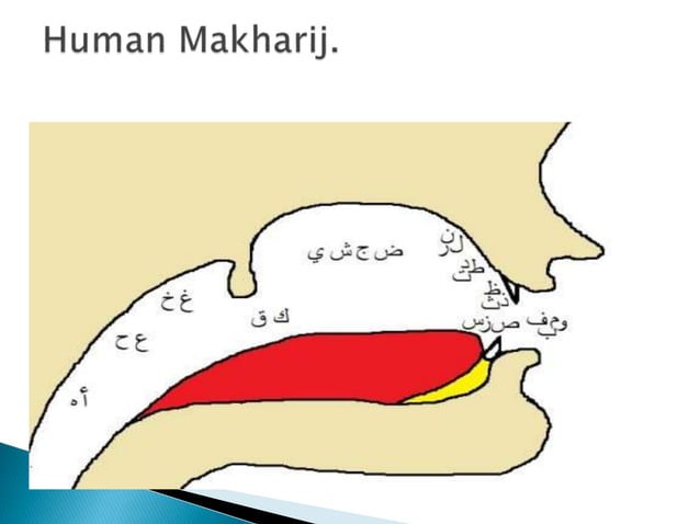 Presentation1 on Makharij | PPTX | Ear, Nose and Throat Conditions ...