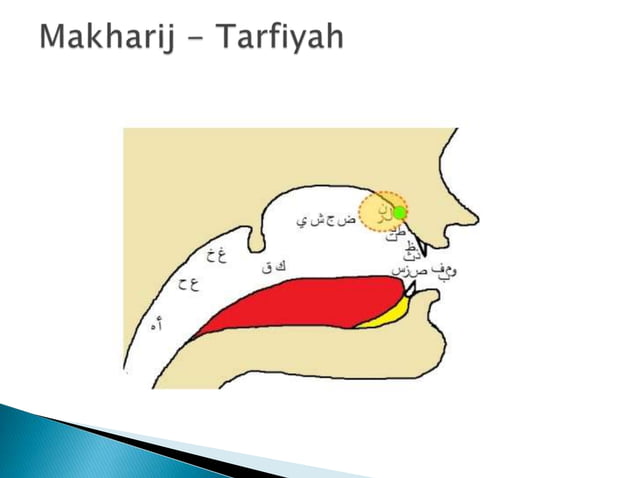 Presentation1 on Makharij | PPTX | Ear, Nose and Throat Conditions ...