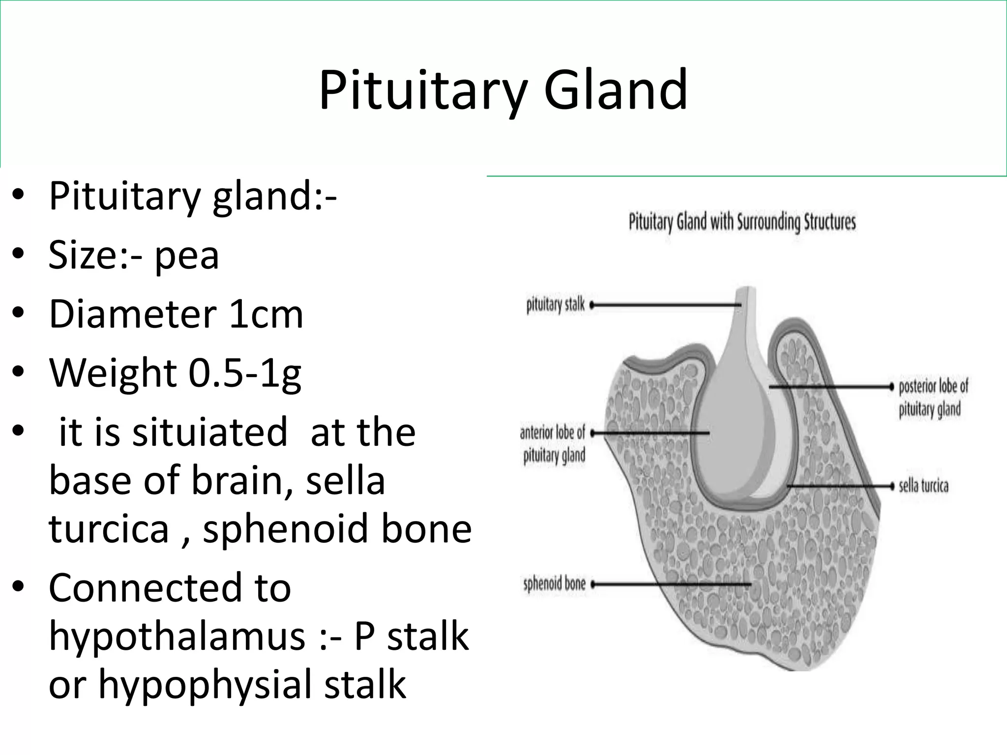 anterior pituitary | PPTX
