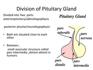 anterior pituitary | PPTX