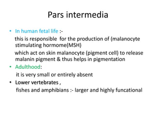 anterior pituitary | PPT