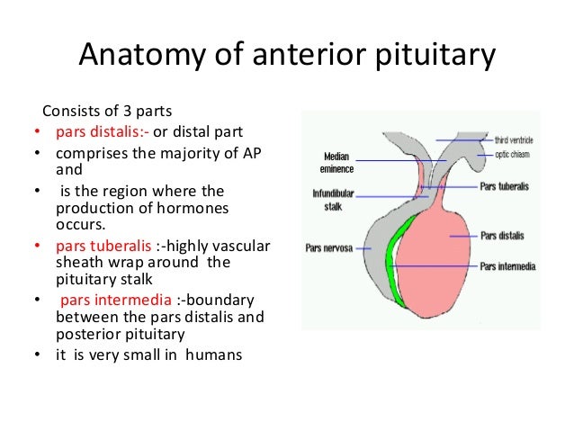 anterior pituitary