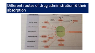 First order absorption model | PPTX