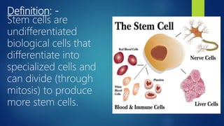STEM CELLS | PPTX