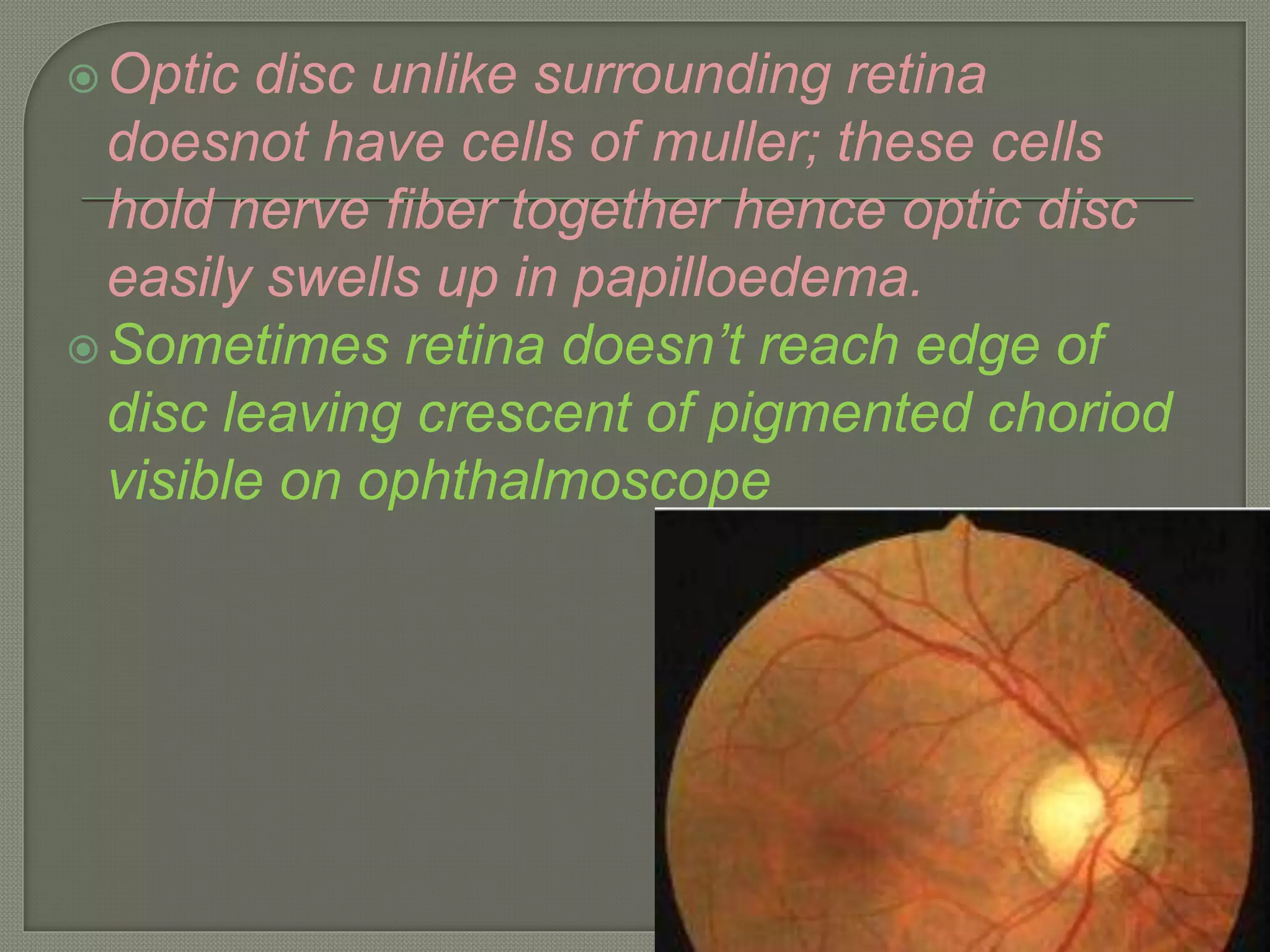 anatomy of retina | PPTX