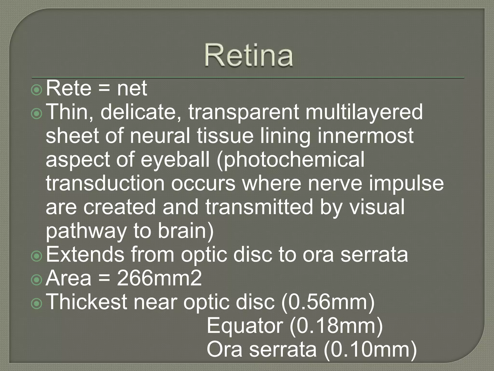 anatomy of retina | PPT