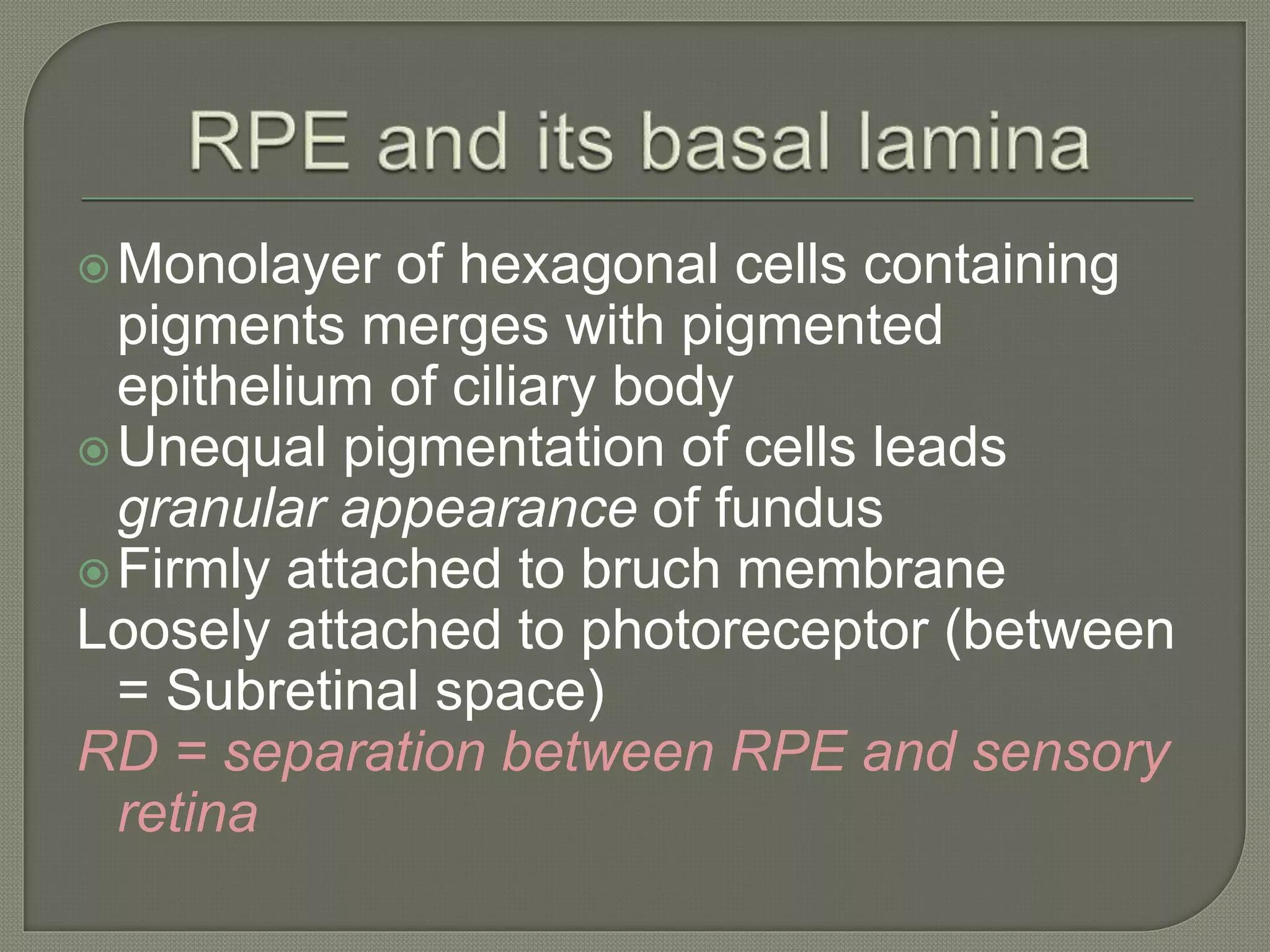 anatomy of retina | PPTX
