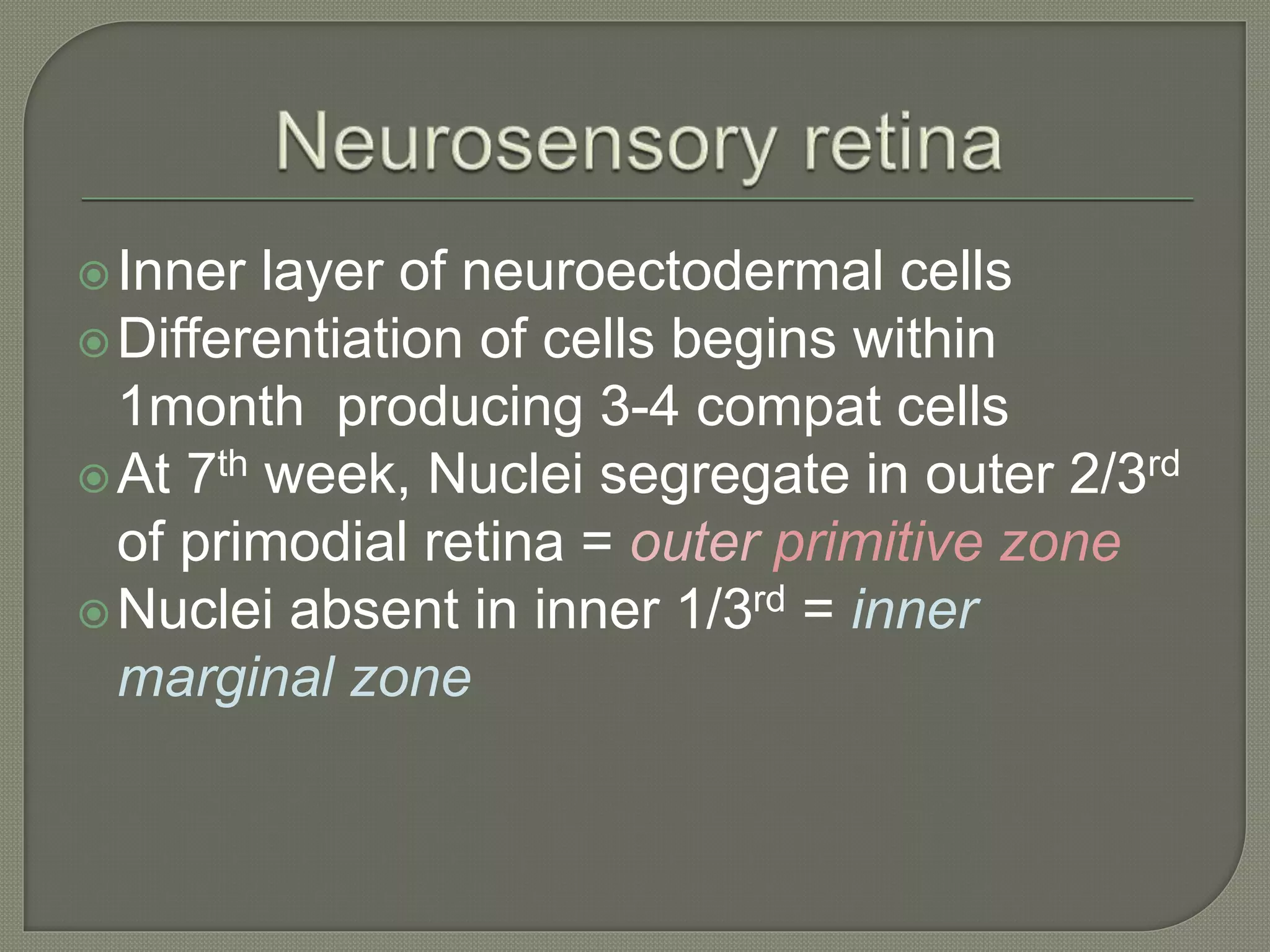 anatomy of retina | PPTX