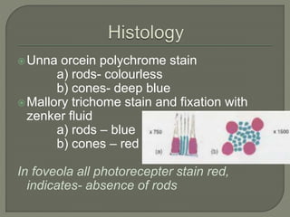 anatomy of retina | PPTX