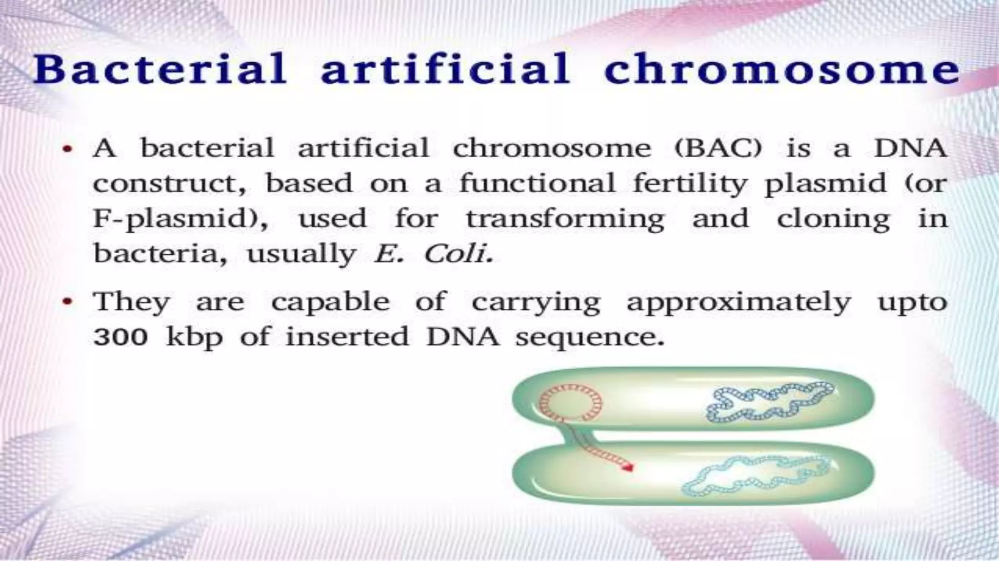 bacterial artificial chromosome & yeast artificial chromosome | PPTX