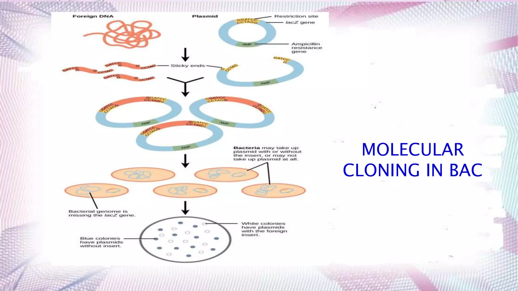 bacterial artificial chromosome & yeast artificial chromosome | PPTX