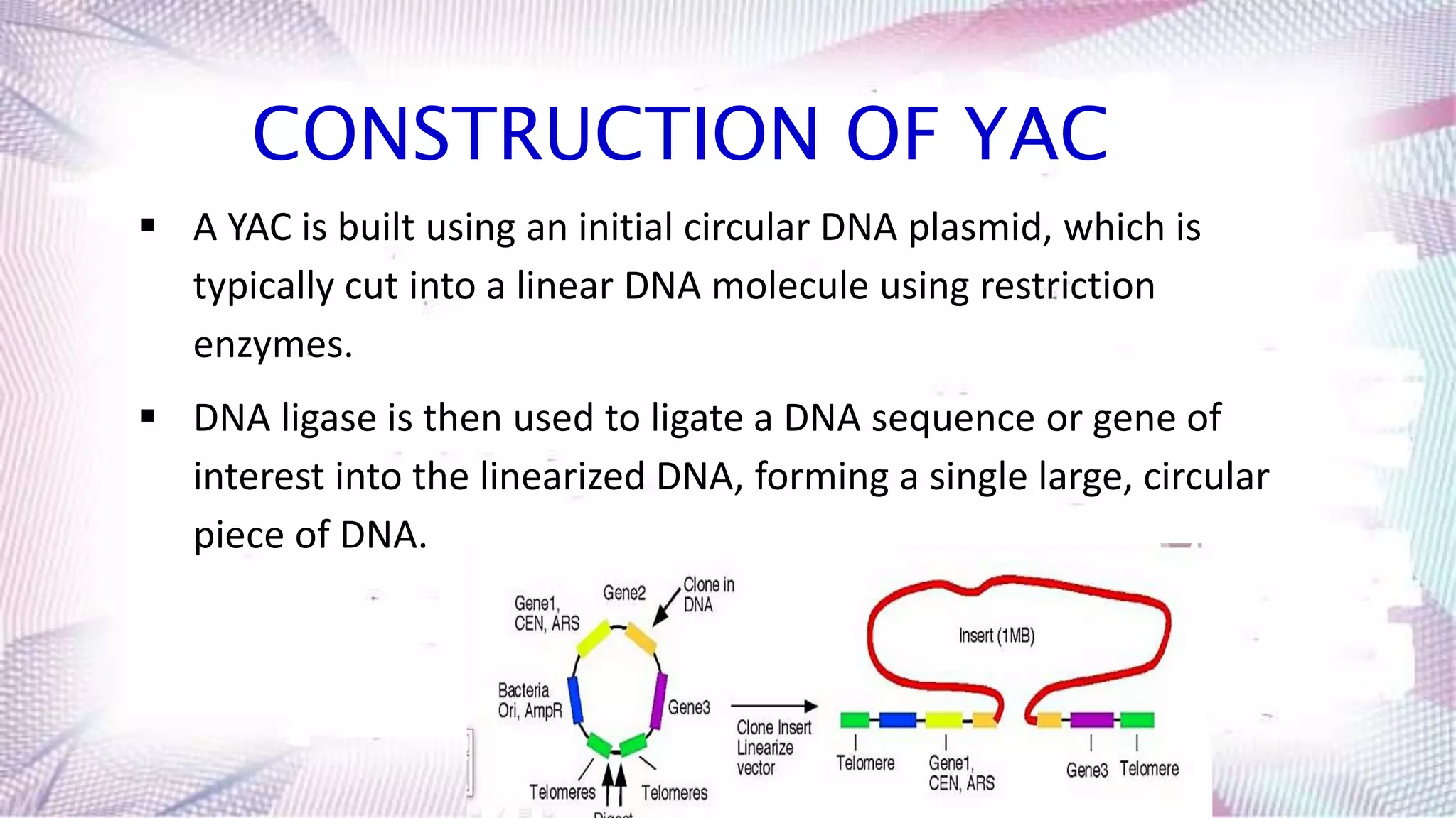 bacterial artificial chromosome & yeast artificial chromosome | PPTX