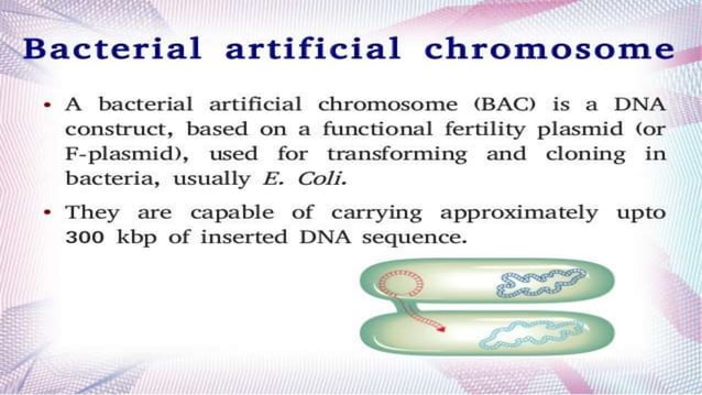 bacterial artificial chromosome & yeast artificial chromosome | PPTX