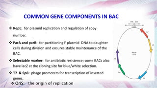 bacterial artificial chromosome & yeast artificial chromosome | PPTX