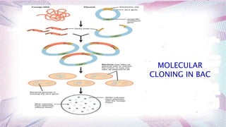 bacterial artificial chromosome & yeast artificial chromosome | PPTX