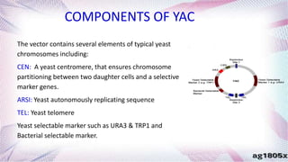 bacterial artificial chromosome & yeast artificial chromosome | PPTX