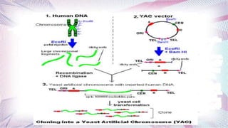 bacterial artificial chromosome & yeast artificial chromosome | PPTX