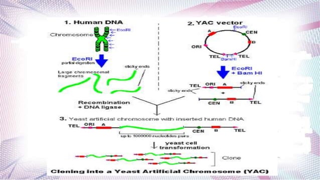 bacterial artificial chromosome & yeast artificial chromosome | PPTX