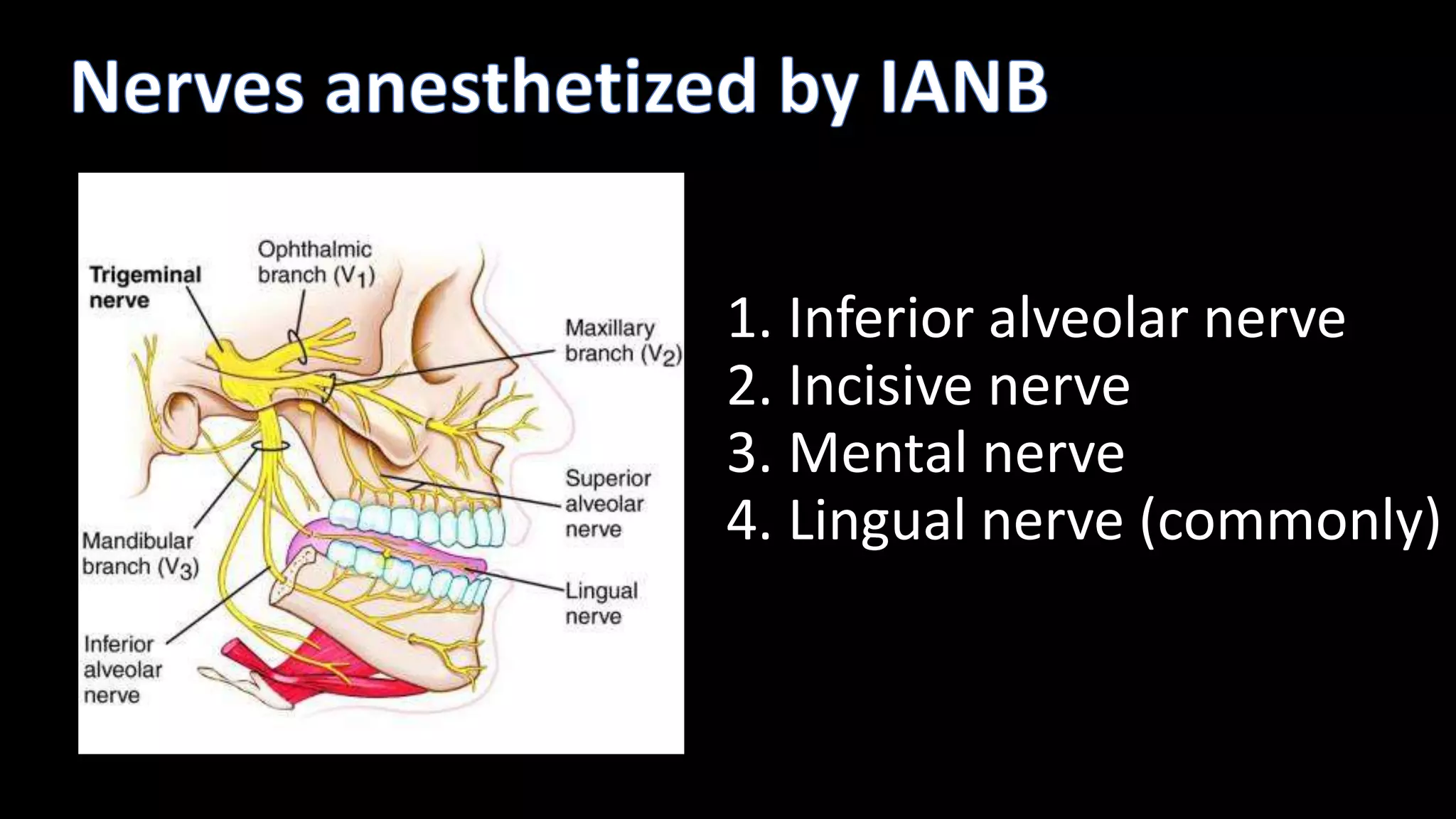 INFERIOR ALVEOLAR NERVE BLOCK