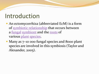 role of echomychorizae | PPTX