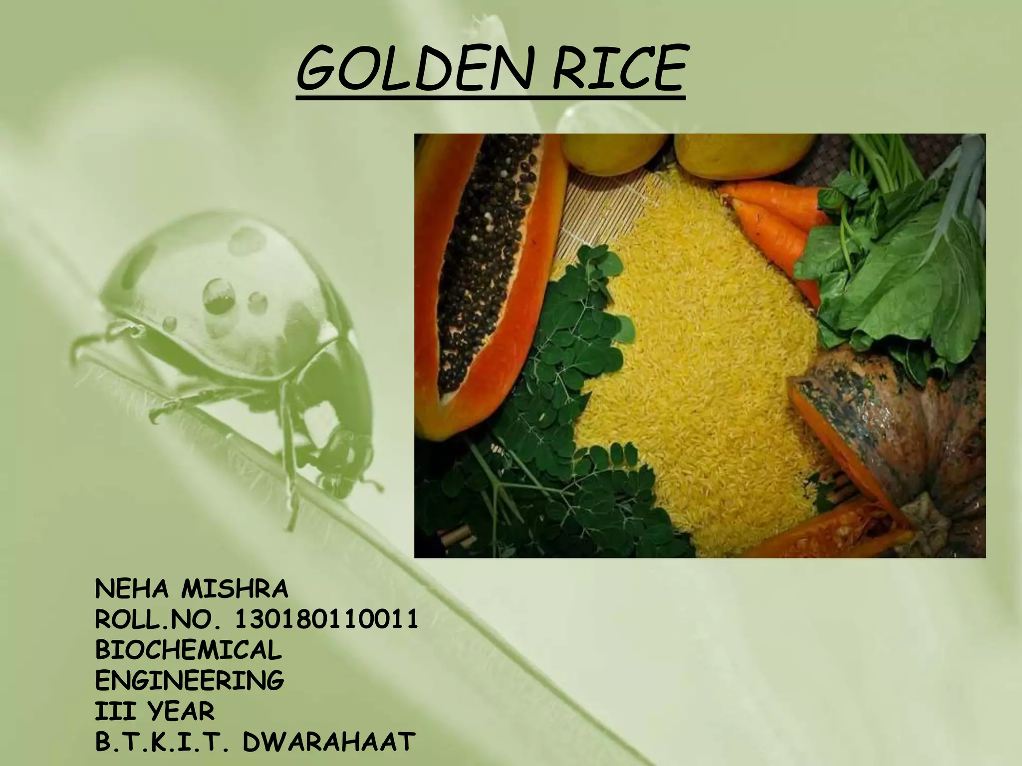 GOLDEN RICE; The genetically modified crop in India | PPTX