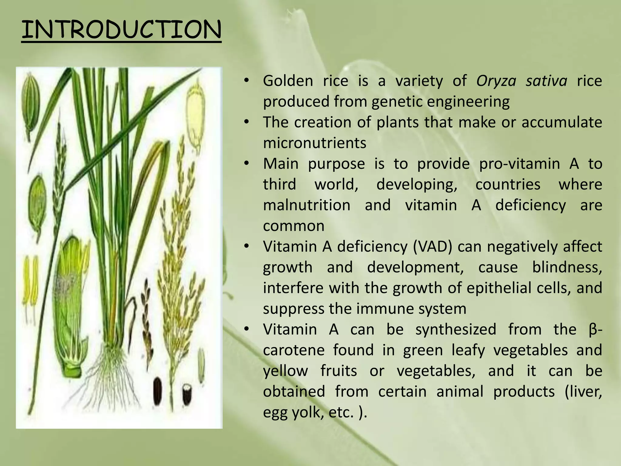 GOLDEN RICE; The genetically modified crop in India | PPTX