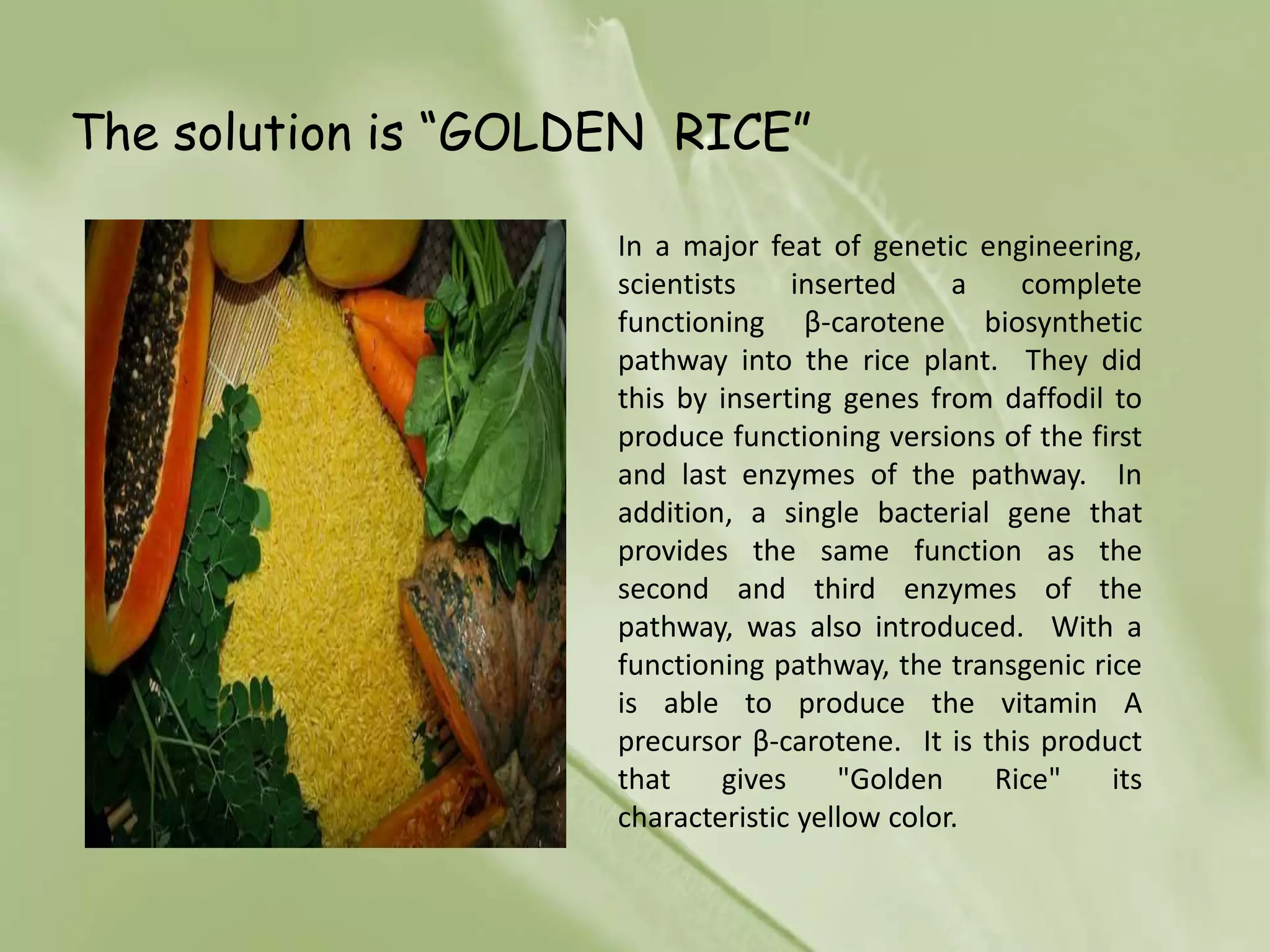 GOLDEN RICE; The genetically modified crop in India | PPTX