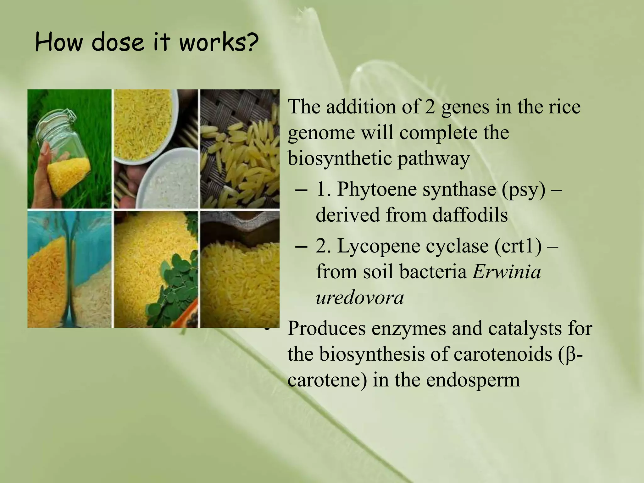 GOLDEN RICE; The genetically modified crop in India | PPTX