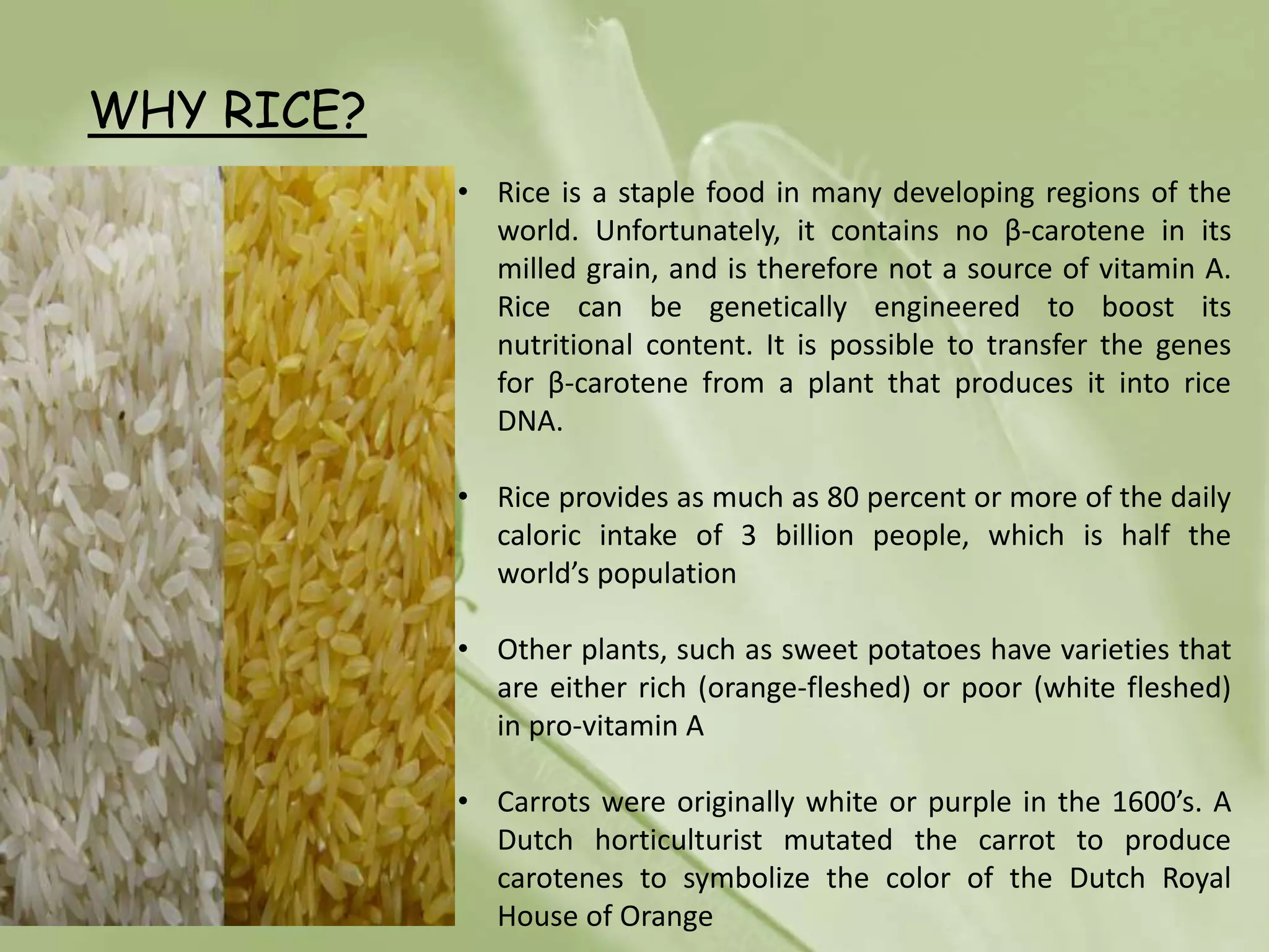 GOLDEN RICE; The genetically modified crop in India | PPTX