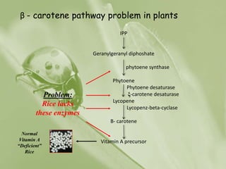 GOLDEN RICE; The genetically modified crop in India | PPTX