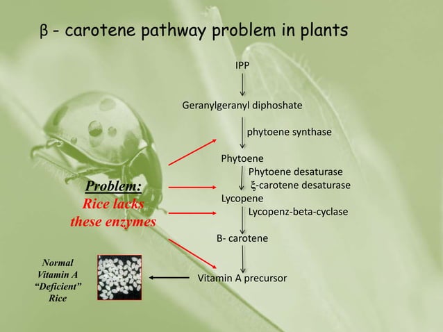 GOLDEN RICE; The genetically modified crop in India | PPTX