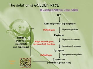 GOLDEN RICE; The genetically modified crop in India | PPTX