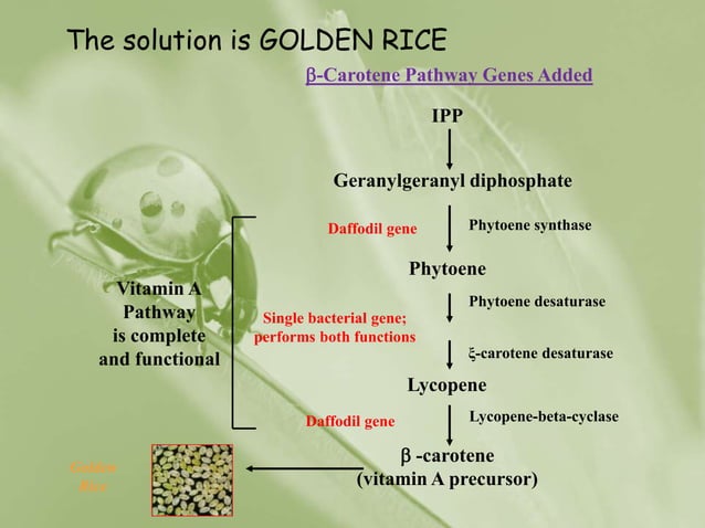 GOLDEN RICE; The genetically modified crop in India | PPTX
