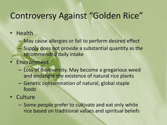 GOLDEN RICE; The genetically modified crop in India | PPTX