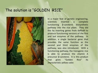 GOLDEN RICE; The genetically modified crop in India | PPTX