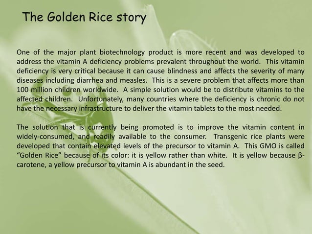 GOLDEN RICE; The genetically modified crop in India | PPTX