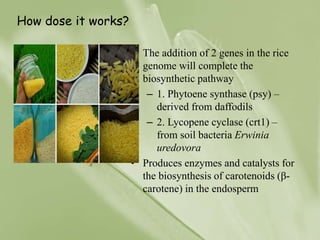 GOLDEN RICE; The genetically modified crop in India | PPTX