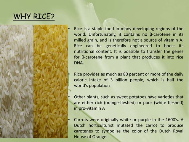 GOLDEN RICE; The genetically modified crop in India | PPTX
