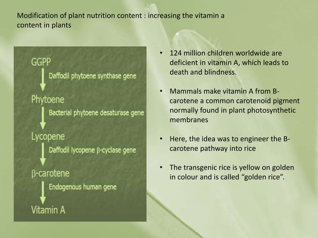 GOLDEN RICE; The genetically modified crop in India | PPTX