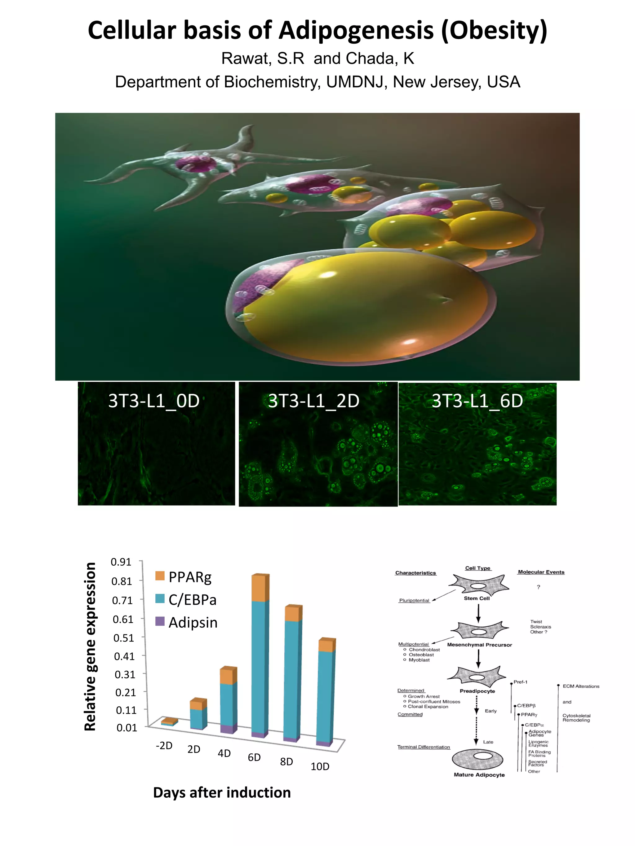 Cellular basis of Adipogenesis (Obesity) | PDF