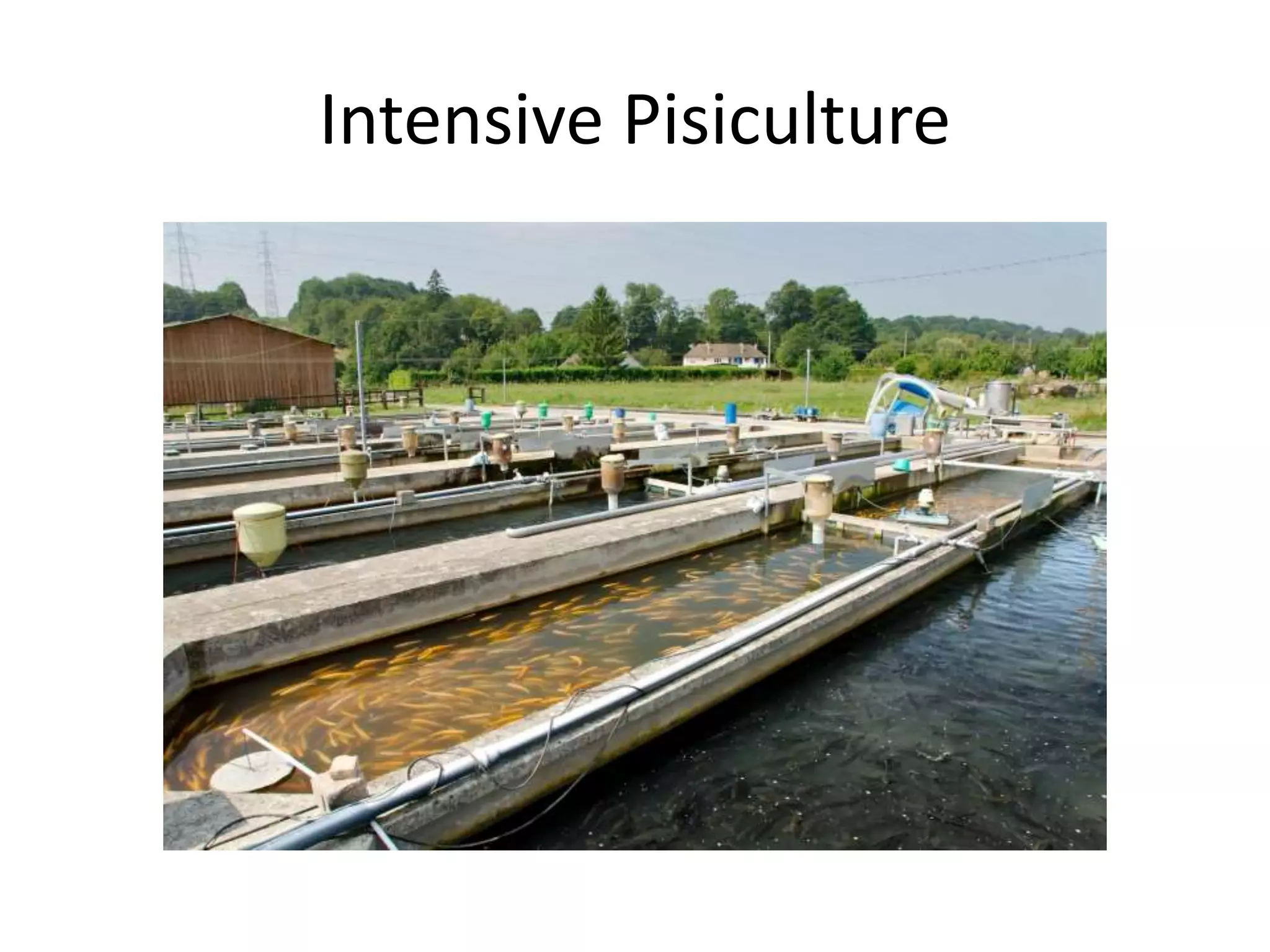Pisciculture & Apiculture | PPTX