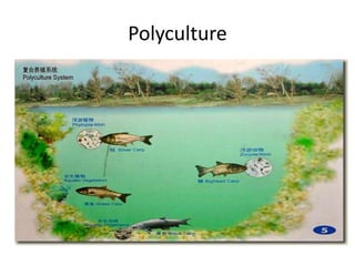 Pisciculture & Apiculture | PPTX