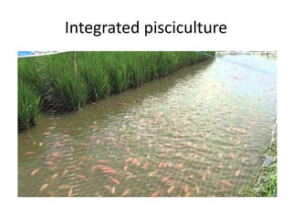Pisciculture & Apiculture | PPTX