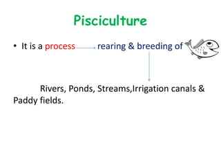 Pisciculture & Apiculture | PPTX