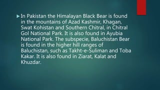 Bears ( Wild Life Of Pakistan) | PPTX